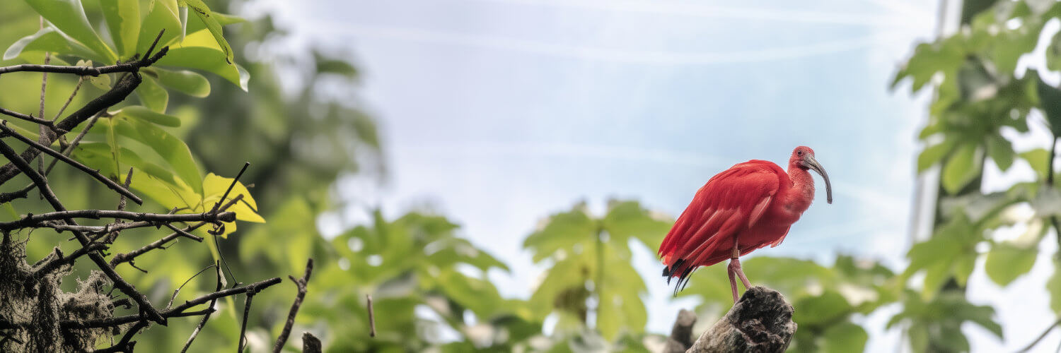 Flights from Trinidad and Tobago with Winair